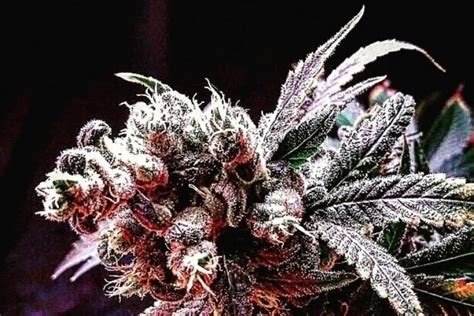 Orange Soda Strain Azarius