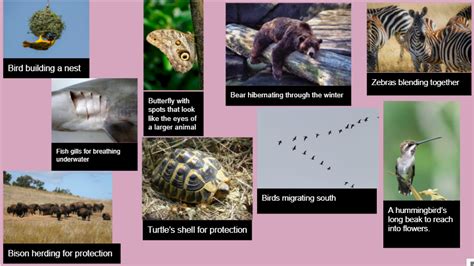 Adaptations Diagram Quizlet
