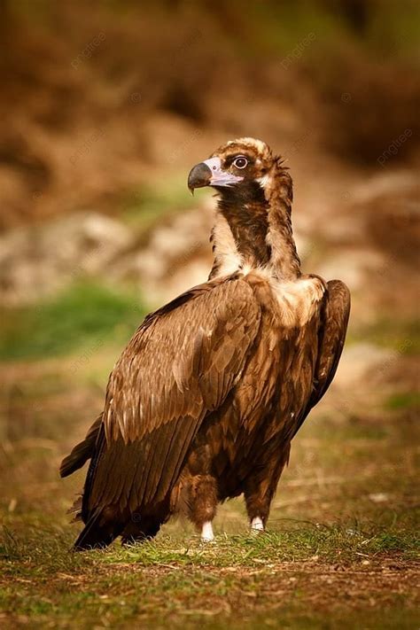 The Majestic Wild Black Vulture In Its Habitat Background Bird Old