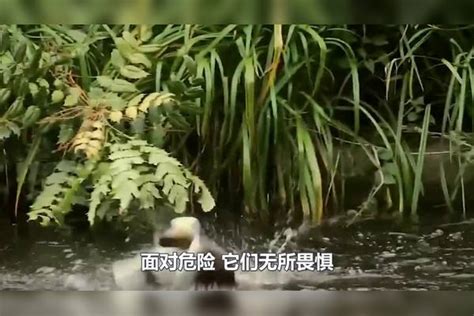 小刺猬让主人偷出来玩耍，刺猬妈妈连忙叼走，刺猬：你咋扎妈嘴呢刺猬扎妈妈妈