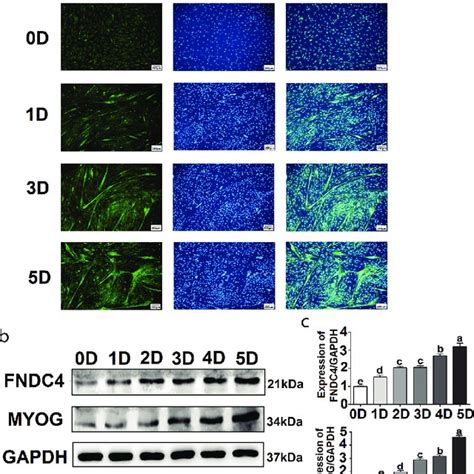 Effect Of Fibronectin Type Iii Domain Containing 4 Fndc4 On The