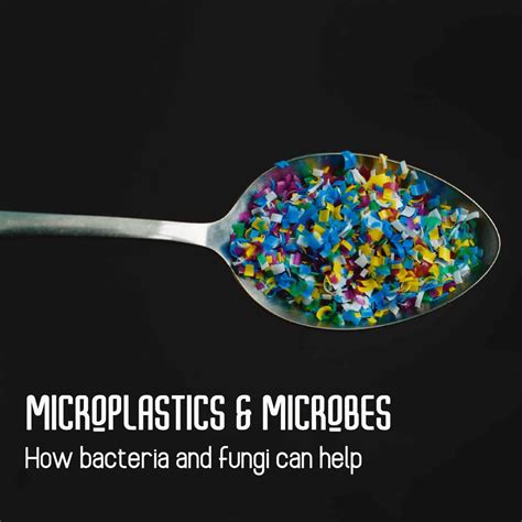 How Can Microbes Aid In Microplastic Bioremediation Rsustainability