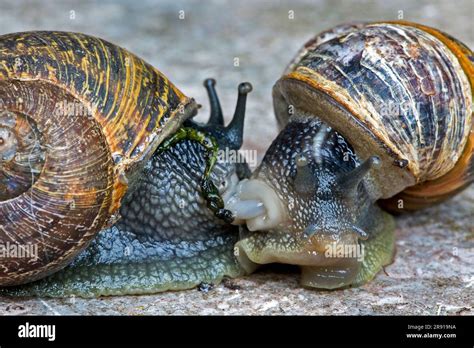 Two Mating Garden Snails Cornu Aspersum Cryptomphalus Aspersus Showing Everted Penis And