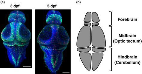 Zebrafish B Cells
