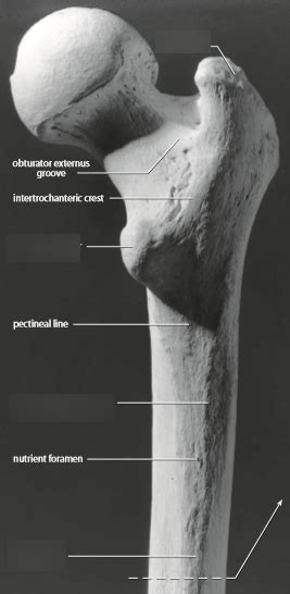 Diagram Of Femur Posterior Proximal Quizlet