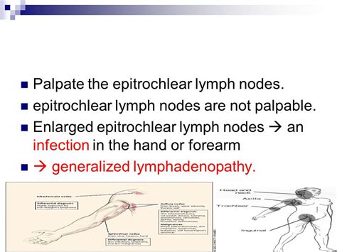 Palpate Inguinal Lymph Nodes