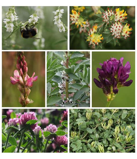 Tree Legumes Examples At John Triche Blog