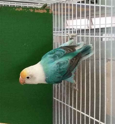 Lovebirds Sapphire Mutation Lovebird Breeding Tips And Mutations Guide