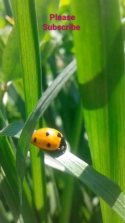 Fail Pass Insects Pets Animals Viral Trending Shorts Special