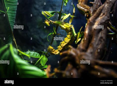 Giant Prickly Stick Insect Extatosoma Tiaratum Or Macleays Spectre