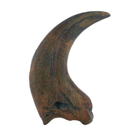Raptor Claw Replica Dinosaur Fossil Triassica Triassica