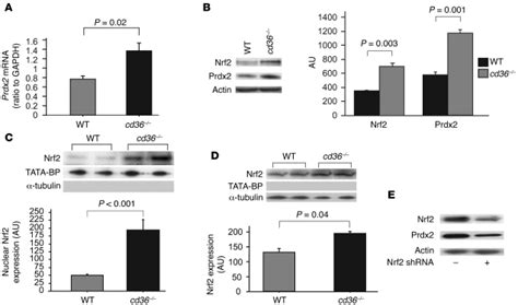 Cd36 Participates In A Signaling Pathway That Regulates Ros Formation
