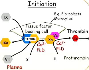 Clotting Platelet Activation And Their Measurement Flashcards Quizlet