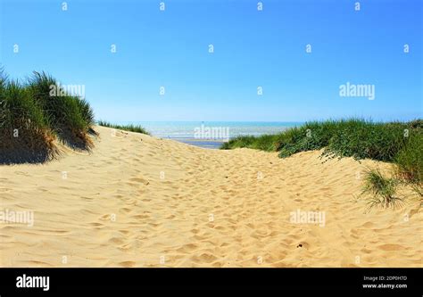 Camber Sands Beach Dunes At Nice Summer Day Seen From The Dunes Above
