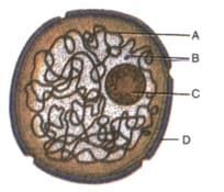 Draw The Diagram Of The Lipid Bilayer Structure Of The Cell Membrane
