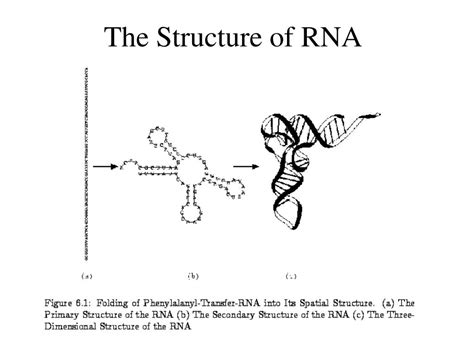 Ppt Arc Segment Alignment For Rna Secondary Structure Powerpoint Presentation Id6196809