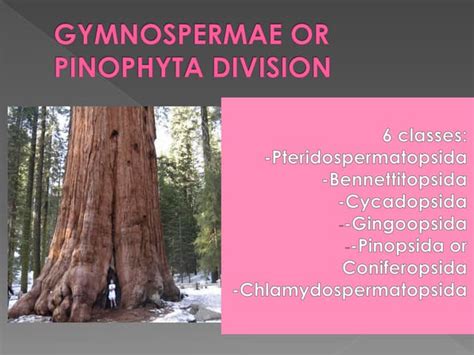 Pinopsida Class Compressedpdf Human Evolutuon Pdf