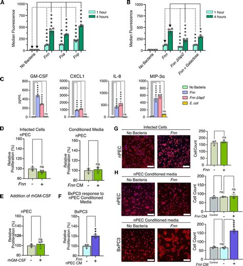 Fusobacterium Nucleatum Induces Proliferation And Migration In Pancreatic Cancer Cells Through