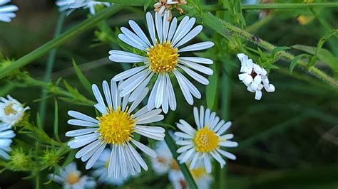 Frost Aster A Complete Guide For Facts Id Growing Growit Buildit