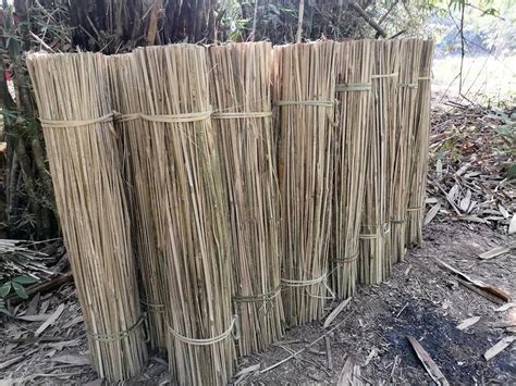 ရေဖြူမြို့နယ်တွင် ဓနိဖက်တံစိပ်လုပ်ကိုင်သူများ ယခင်နှစ်ကထက် ဝင်ငွေပိုရ Information And Public