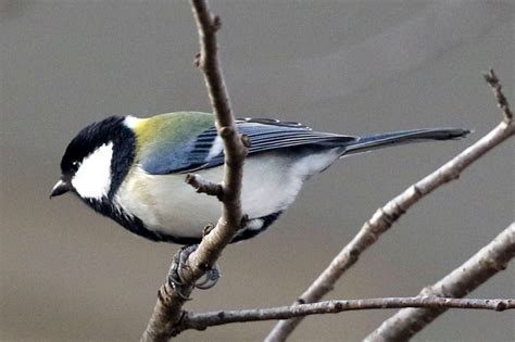 野鳥シリーズ42 シジュウカラ あきた森づくり活動サポートセンター