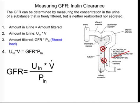 Lecture 3 Glomerular Filtration Flashcards Quizlet
