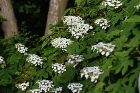 Buy Oakleaf Hydrangea For Sale Online Direct Native Plants