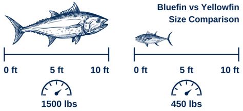 Bluefin Tuna Vs Yellowfin Tuna