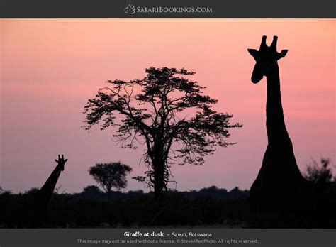 Botswana Photos Award Winning Images And Pictures