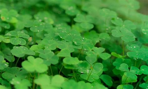 Recommended Grass And Clover Lists Expanded With 13 New Varieties