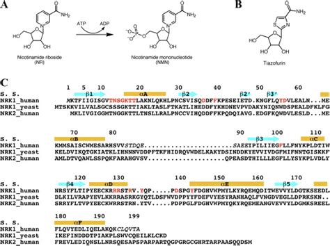 Crystal Structure Of Human Nicotinamide Riboside Kinase Structure