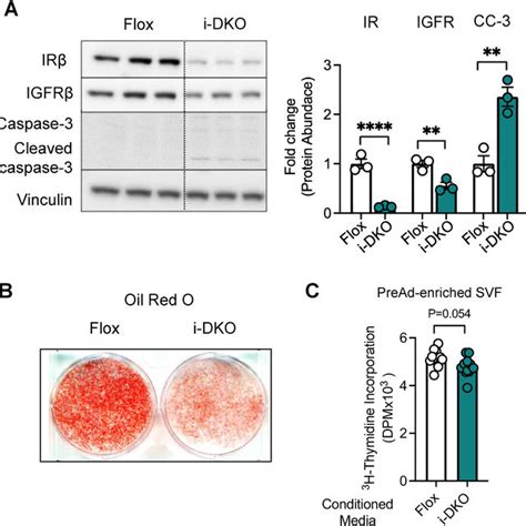 Characterization Of Inducible Irigf1r Knockout Adipocytes I Dko And