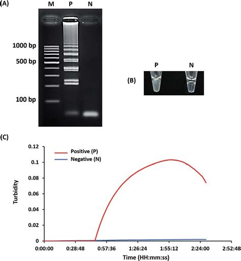 Optimization Of The LAMP Reaction The LAMP Assay Was Assessed Based On Download Scientific