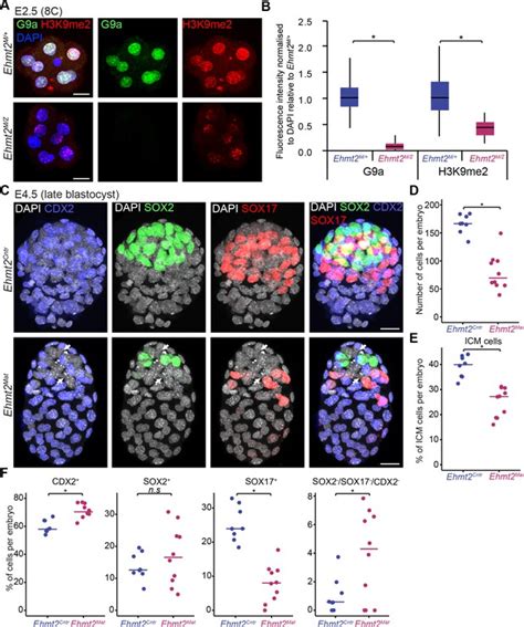 G9a Regulates Temporal Preimplantation Developmental Program And