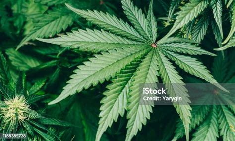대마초 인디카 잎 테르펜과 마리화나 품종 Cbd와 Thc Cannabis Indica에 대한 스톡 사진 및 기타 이미지
