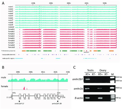 Comparison Of Mapping Coverage Of Whole Genome Resequencing Between Download Scientific Diagram