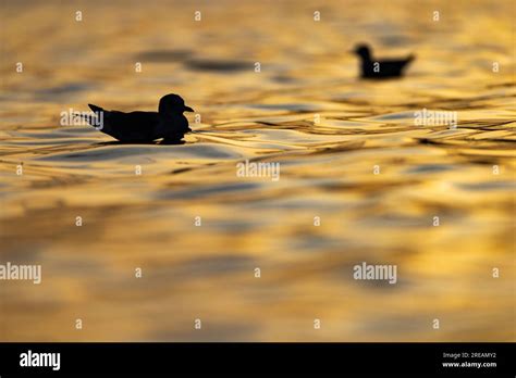 Black Legged Kitiwake Rissa Tridactyla First Summer On Water Cheddar