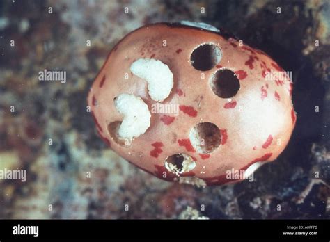Bean Weevil Bean Beetle American Seed Beetle Acanthoscelides Obtectus Larvae On A Bean