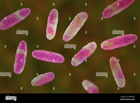 Urinary Tract Infection Bacteria Klebsiella At Christina Gonzales Blog