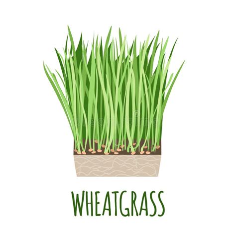 Wheatgrass Stock Illustrations 374 Wheatgrass Stock Illustrations Vectors And Clipart Dreamstime