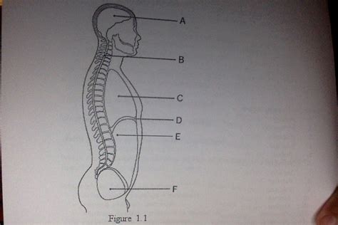 Anatomy And Physiology Unit 1 Review Diagram Quizlet
