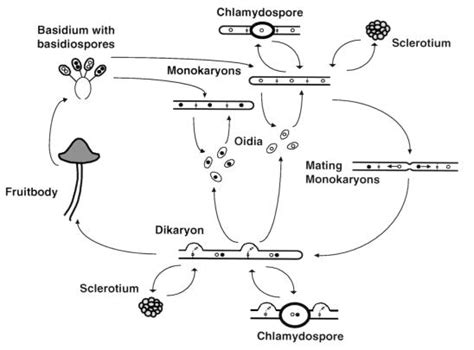 Coprinus Basidium