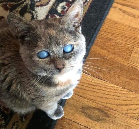 眼睛是雾霾蓝的玳瑁猫惨遭遗弃而现在却