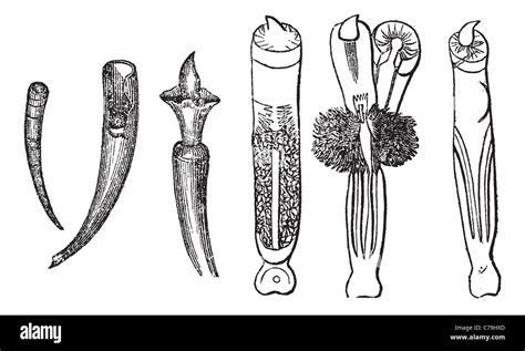 Tusk Shells Or Dentalium Entalis Vintage Engraved Illustration
