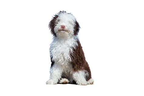 Perro De Agua Español Welpen Kaufen Welpede