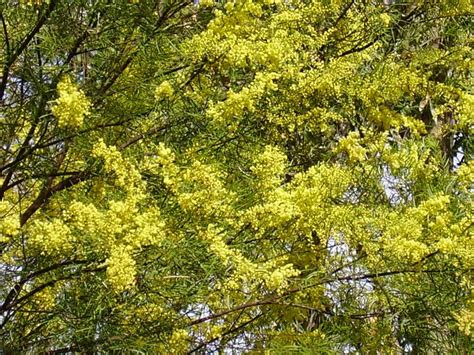 Acacia Brisbane Golden Wattle Dwarf 6 Pot Hello Hello Plants
