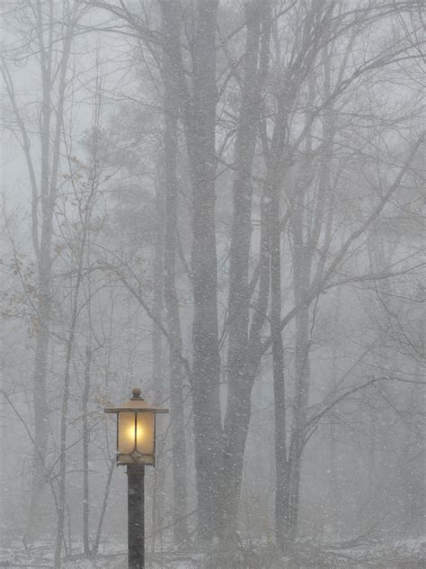 Free Images Tree Nature Branch Light Post Fog Mist Morning