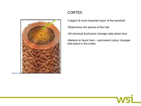 [diagram] Cerebral Cortex Layer Diagram Mydiagram Online