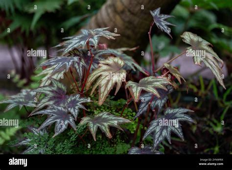 Ornamental Foliage Begonia Little Brother Montgomery With Beautiful