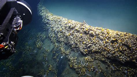 Some Wonders Of The Ocean